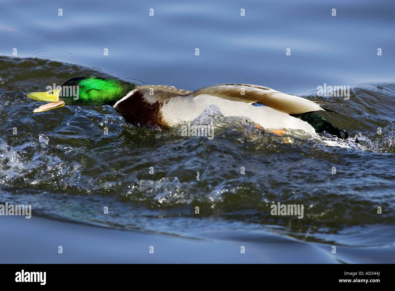 Male Mallard aggresion Stock Photo - Alamy