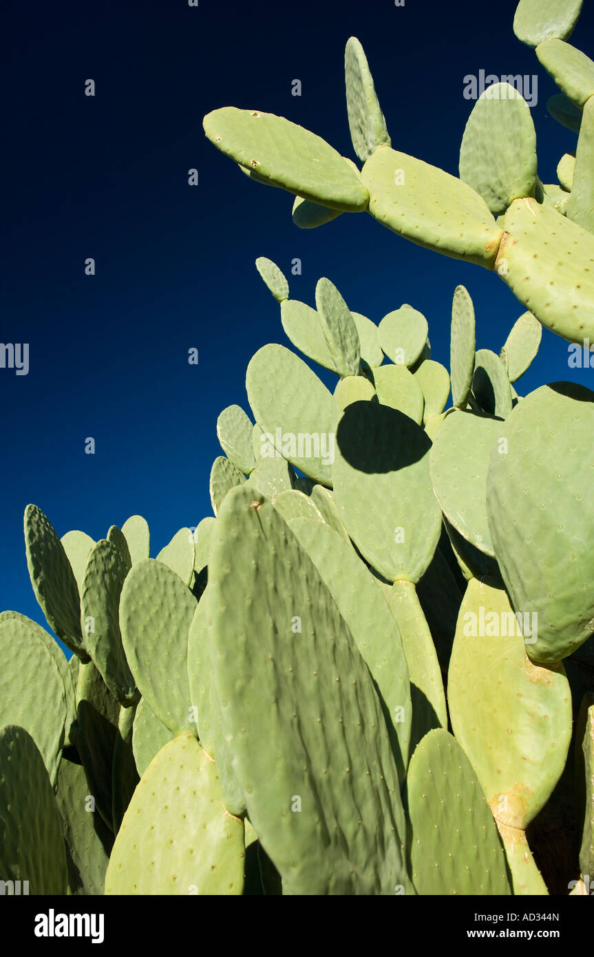 What Kind Of Plants Grow In The Kalahari Desert at Kay Lincoln blog