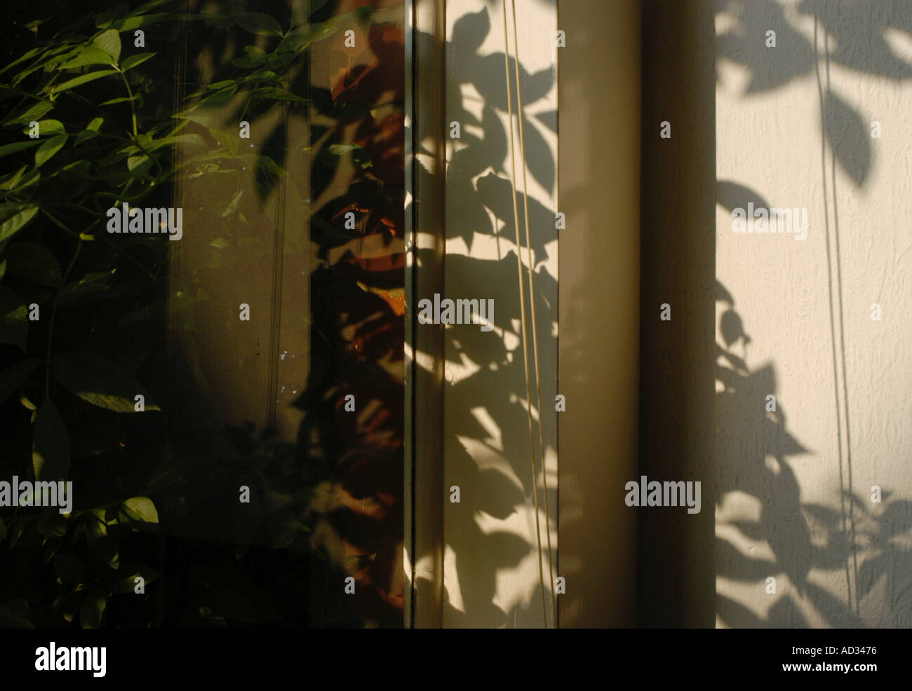 Leaves shadows through window onto wall Stock Photo - Alamy