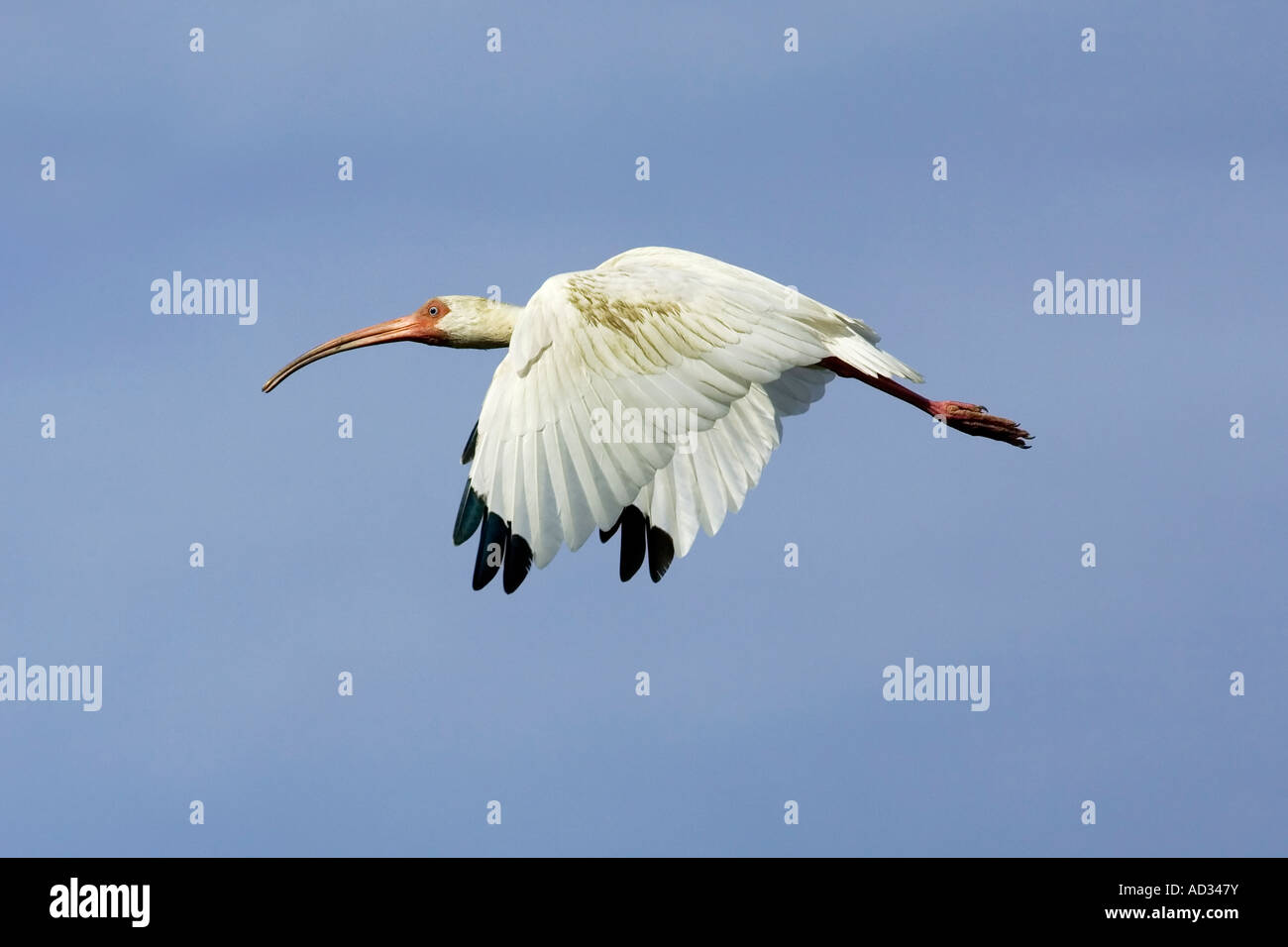 An adult White Ibis in flight Stock Photo - Alamy