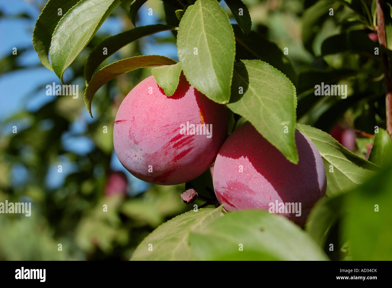 Santa Rosa Plum Prunus salicina ready for harvest Stock Photo - Alamy