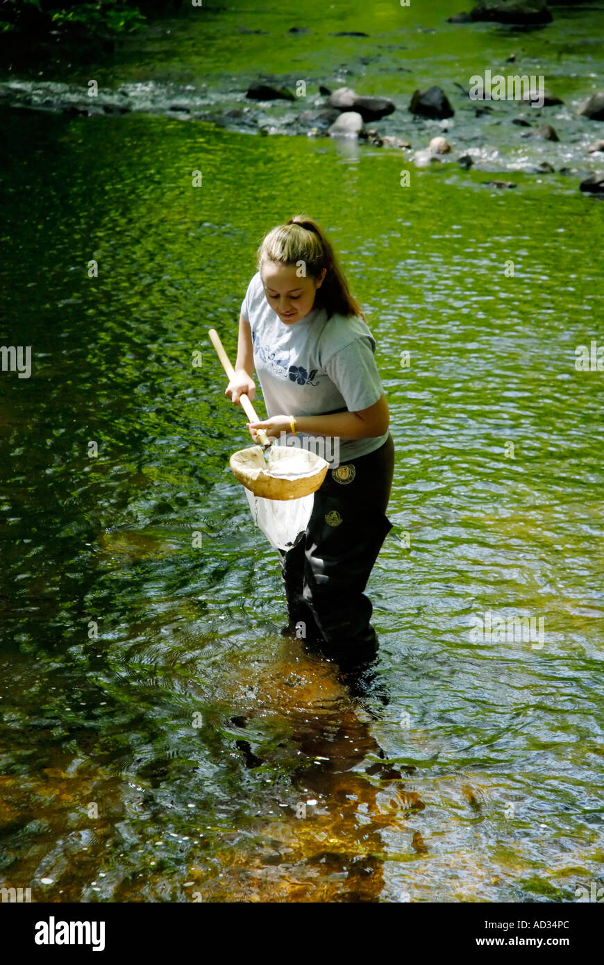 Teenage girl using net sampling river water for fish and invertebrate ...