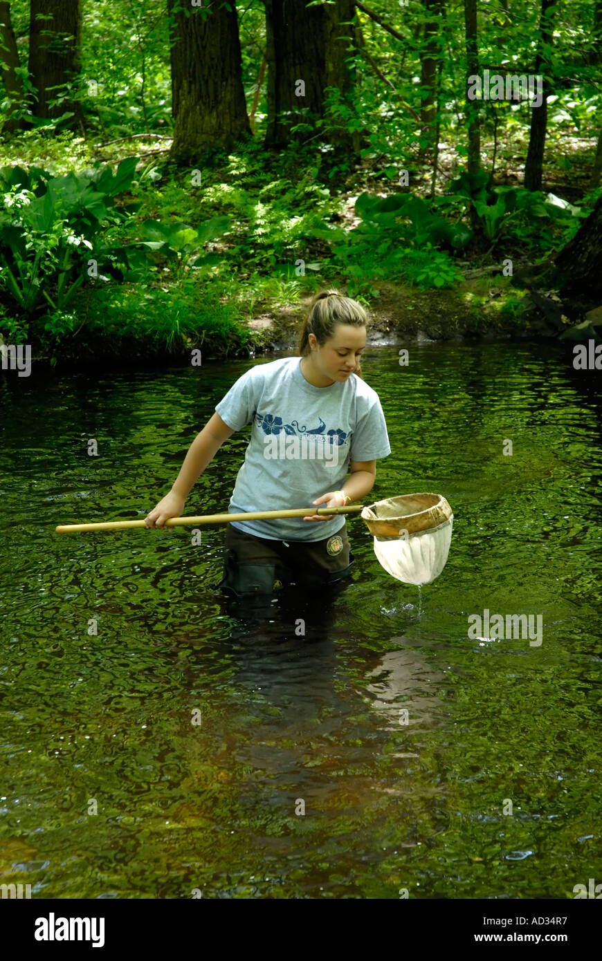 Teenage girl using net sampling river water for fish and invertebrate ...