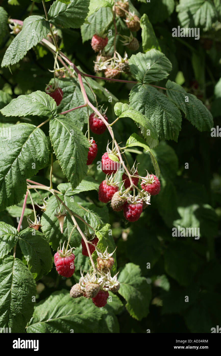Raspberry canes hi-res stock photography and images - Alamy