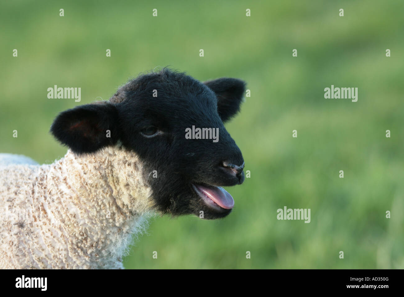Lamb bleeting sheep hi-res stock photography and images - Alamy