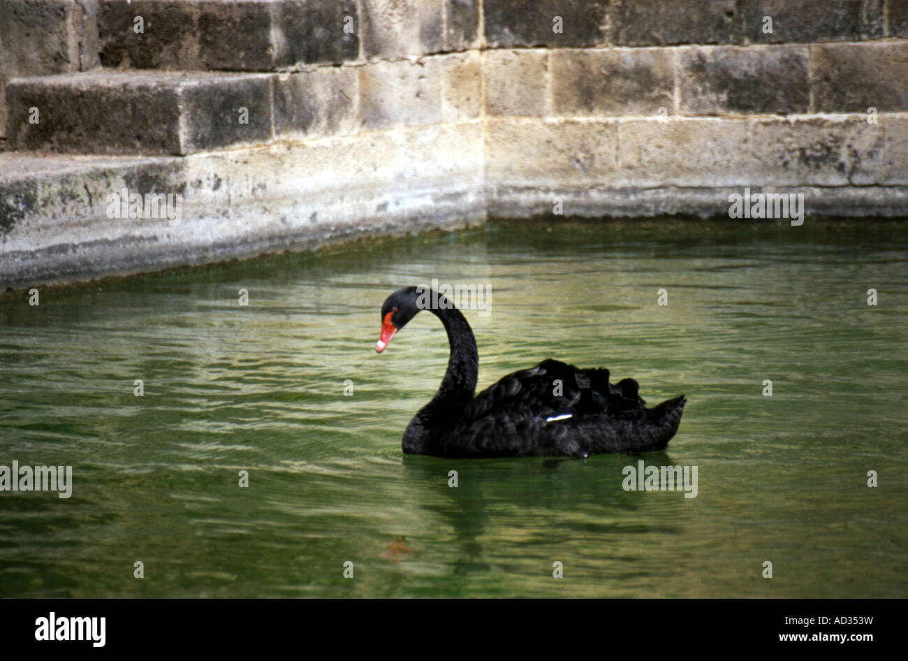 Mallorca, Palma,Spain, black swan Stock Photo - Alamy