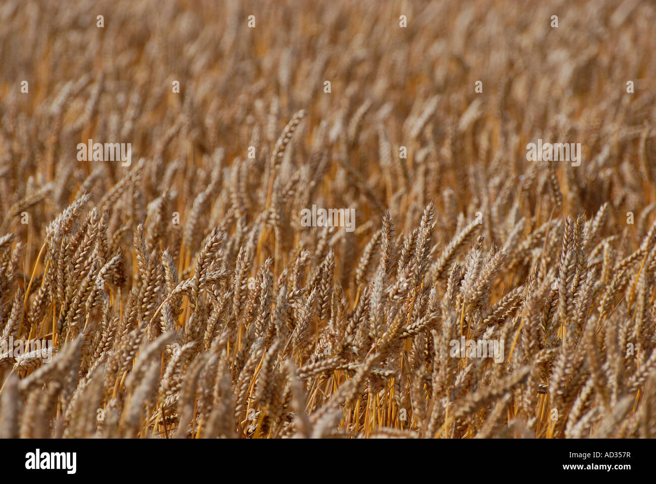 Common wheat bread wheat triticum hi-res stock photography and images ...