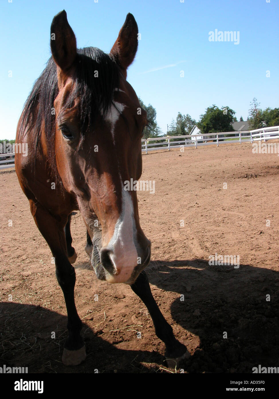 Reno a retired rodeo horse from California Stock Photo - Alamy