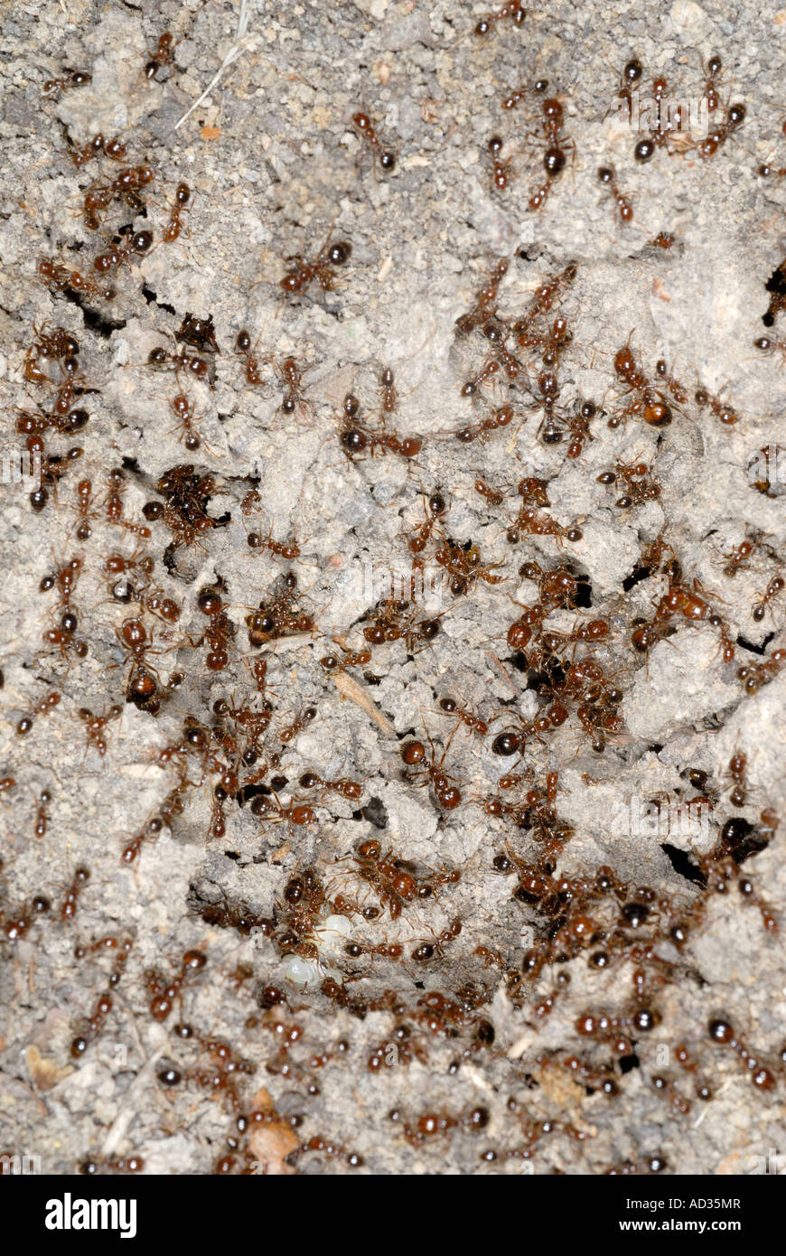 Wood ants nest mound hi-res stock photography and images - Alamy