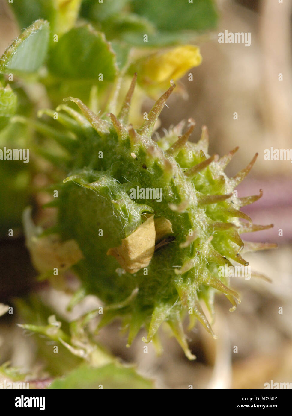 Toothed Medick, characteristic fruit, Medicago polymorpha Stock Photo ...