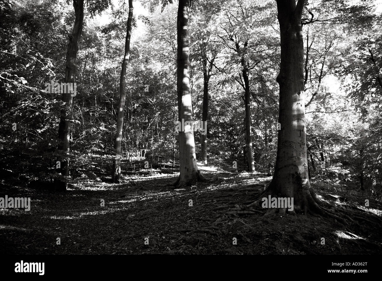 light and shadows of a forest Stock Photo - Alamy