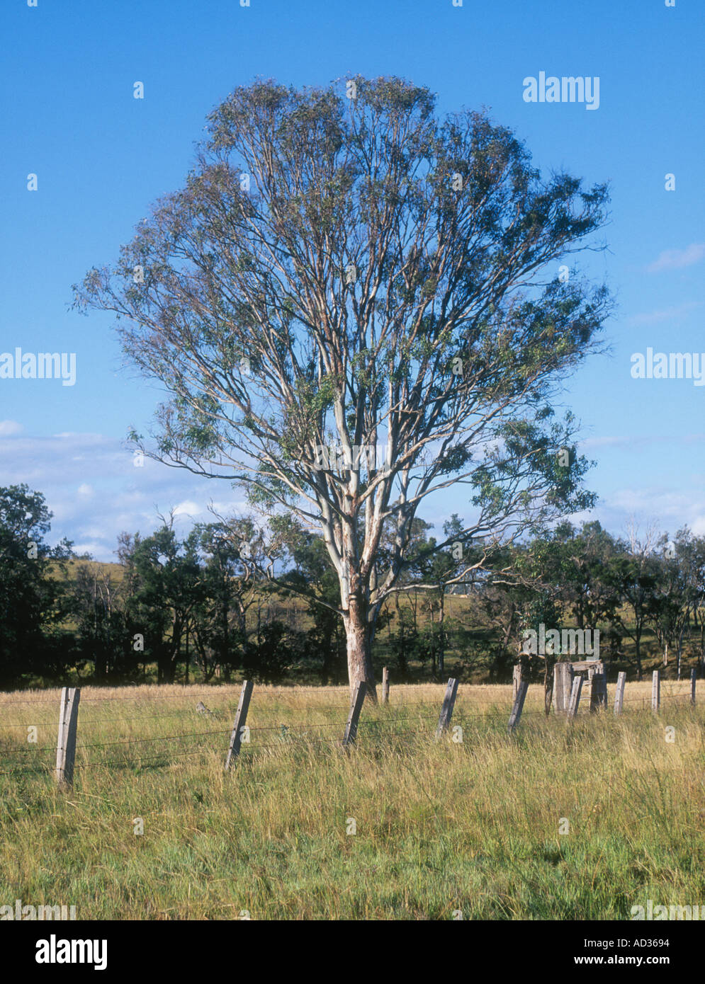 Gum Tree in Queensland Australia by Steven Dusk Stock Photo - Alamy