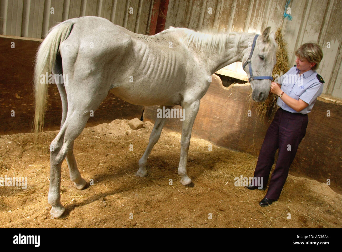 Horse Abuse Before And After