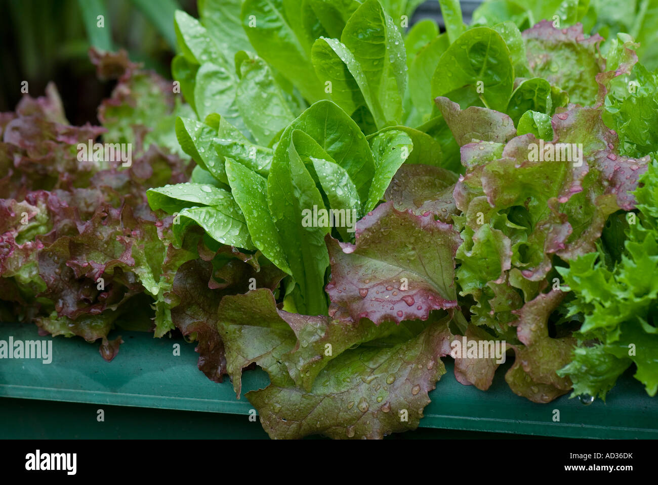 Planter pots container hi-res stock photography and images - Alamy