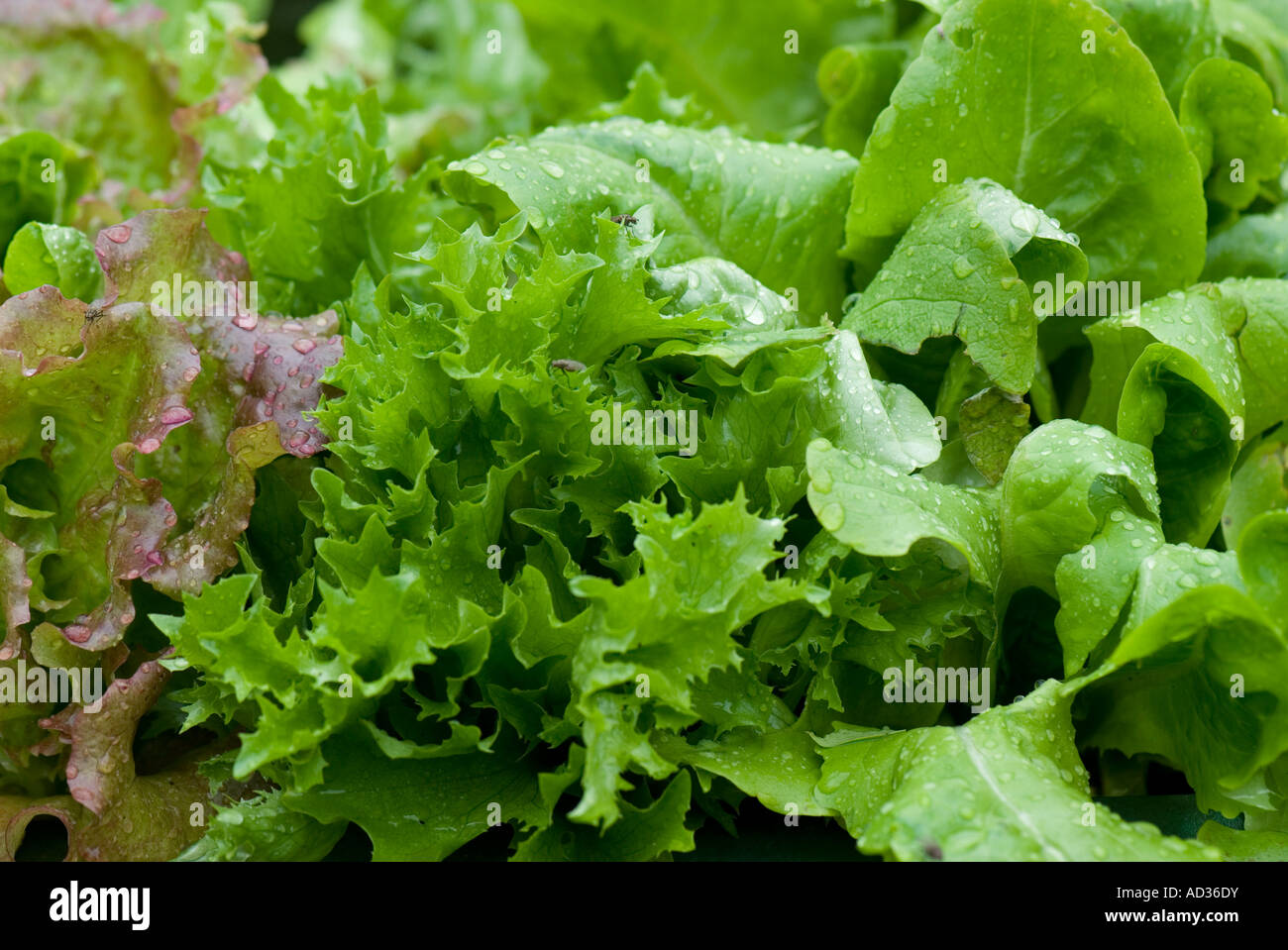 Cos lettuces hi-res stock photography and images - Alamy