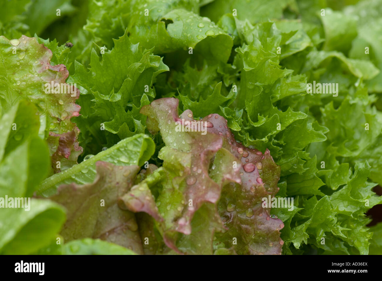 Lettuces container hi-res stock photography and images - Alamy