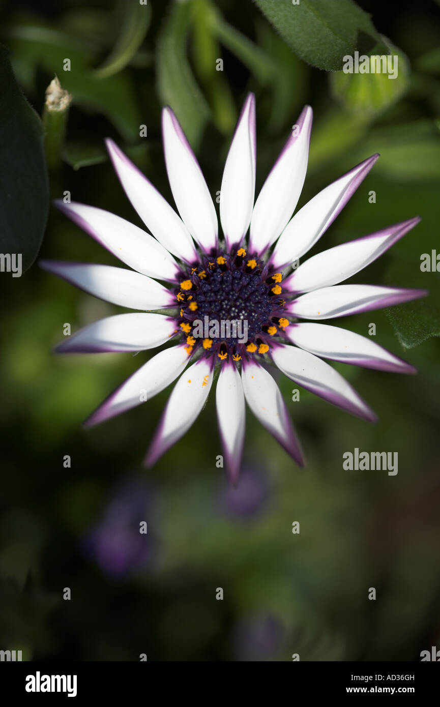 A portrait format image of an African Daisy flower Stock Photo - Alamy