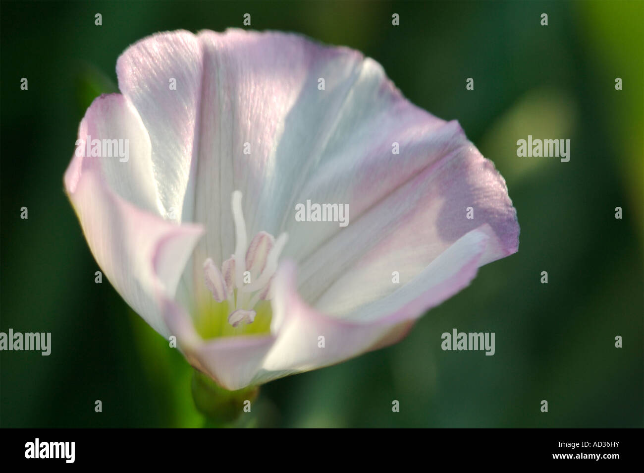 Acker Winde, bindwith Stock Photo - Alamy