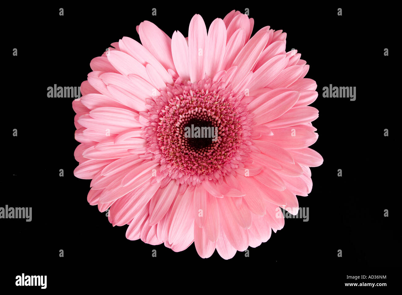 Pink Gerbera flower close up 2 of 3 Stock Photo - Alamy