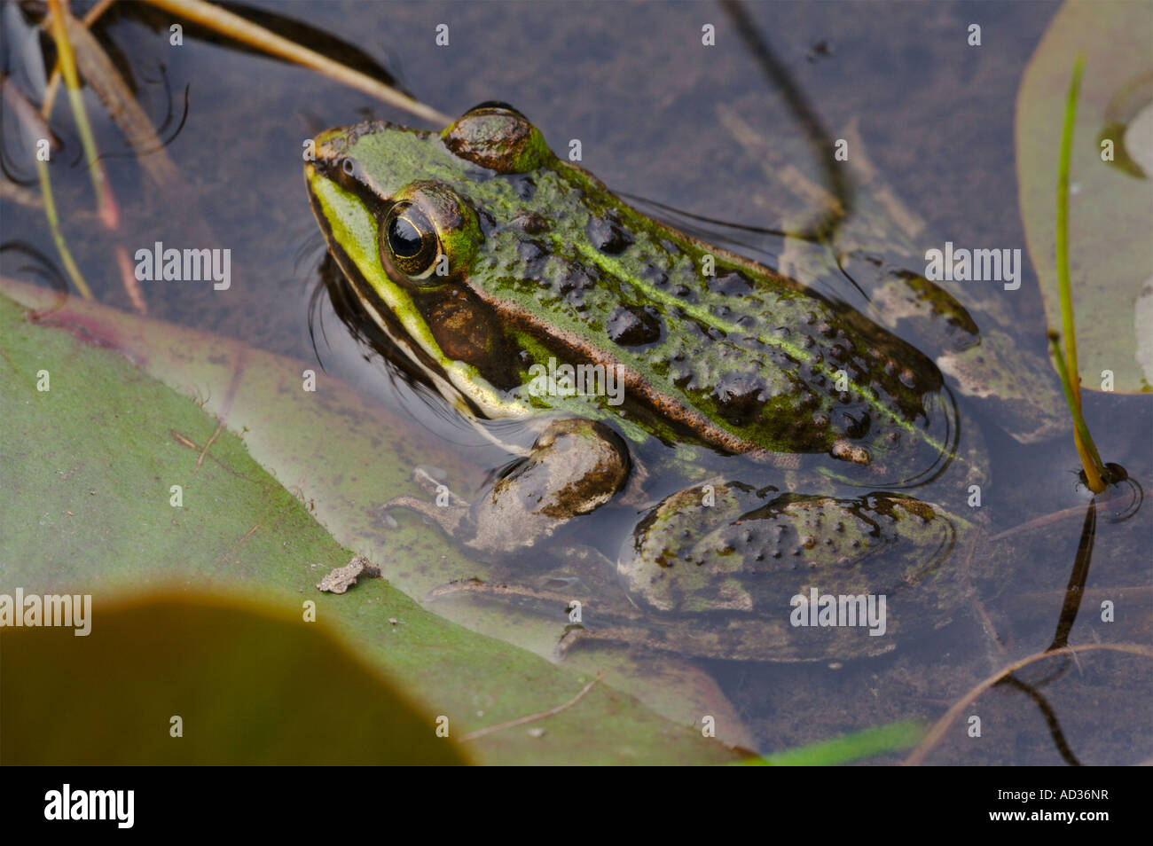 Wald frosch hi-res stock photography and images - Alamy