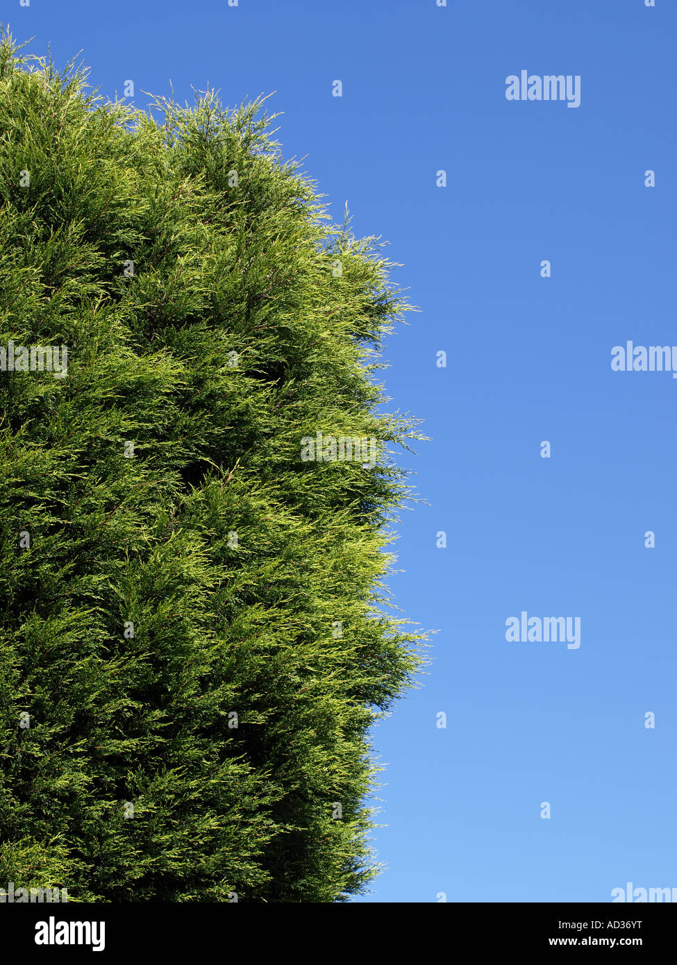 Hedging hi-res stock photography and images - Alamy