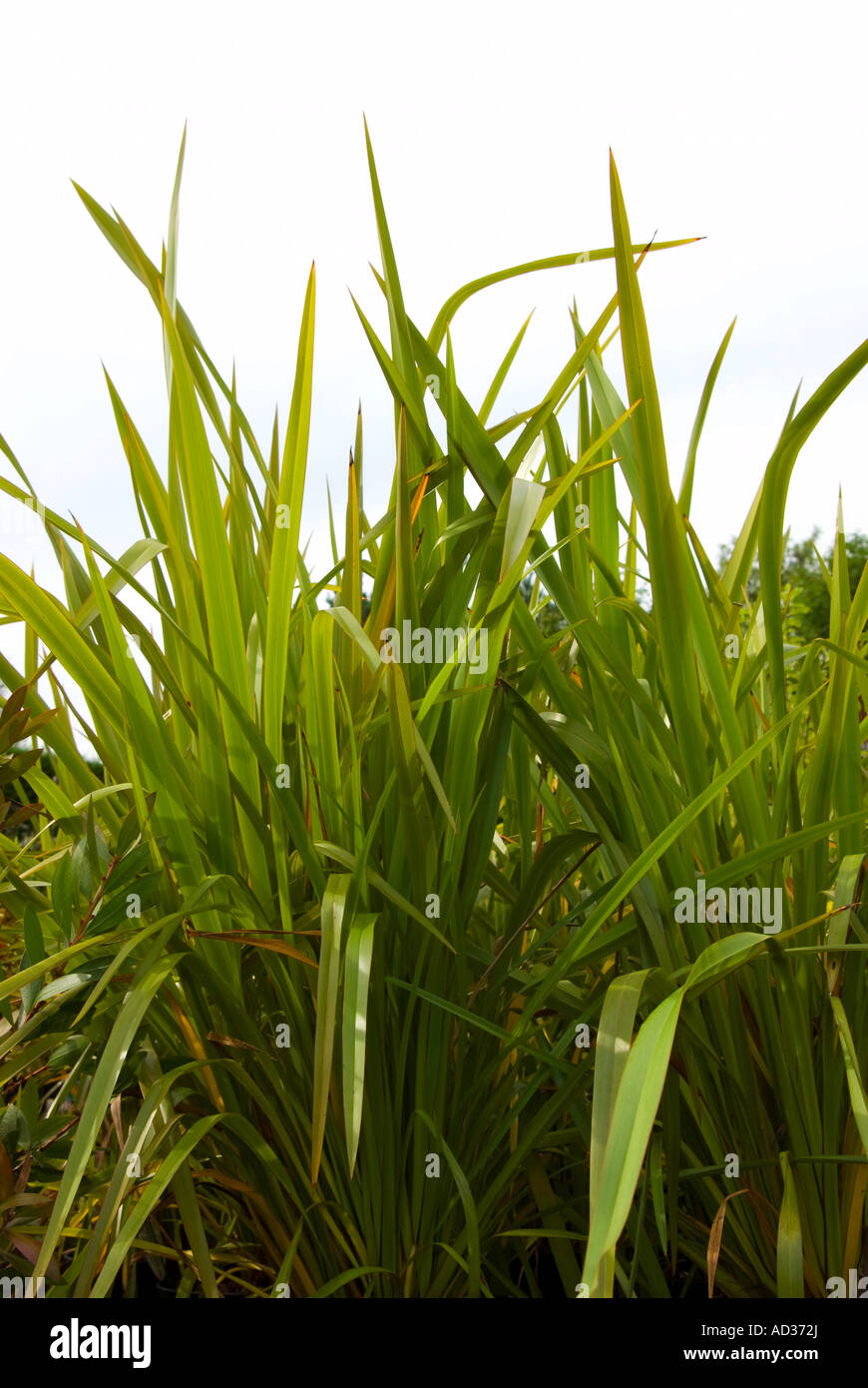Phormium tenax variegatum Stock Photo - Alamy