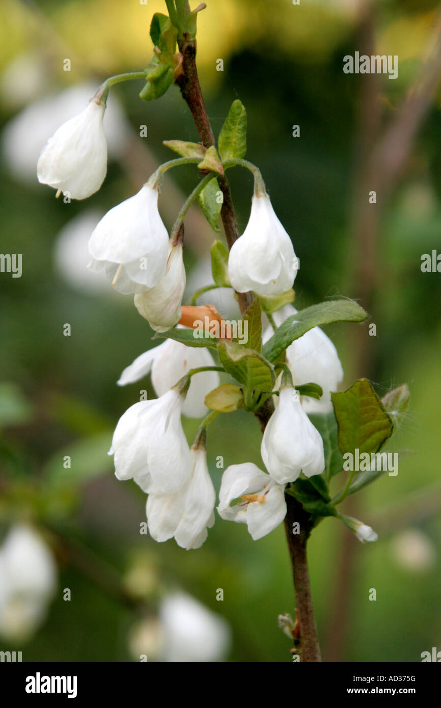 Halesia carolina Carolina Snowbell May 3 Stock Photo - Alamy