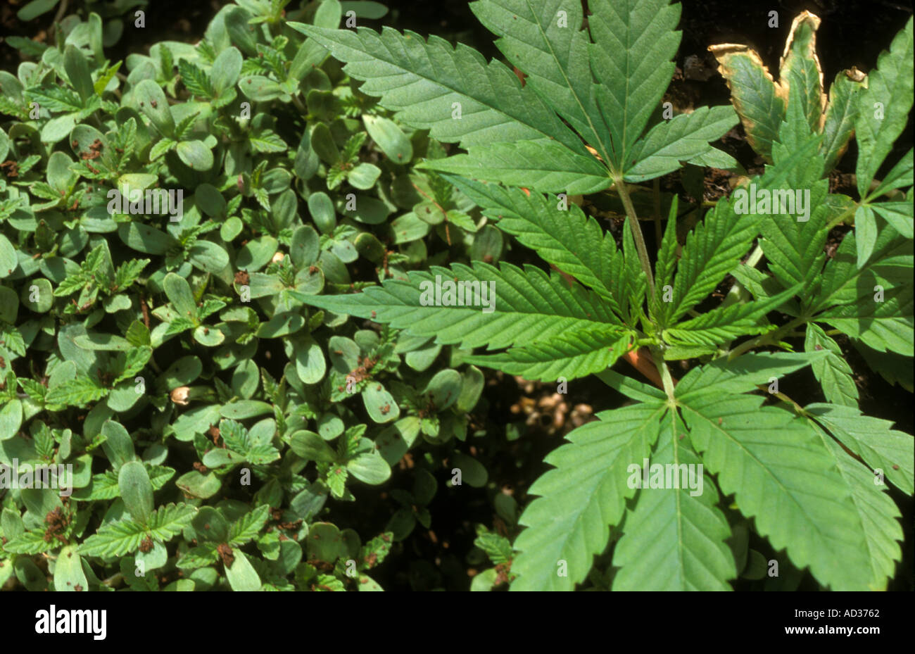 Teenager smoking cannabis uk hi-res stock photography and images - Alamy