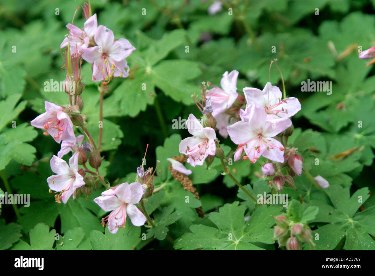 Geranium macrorrhizum Ingwersen s Variety AGM Stock Photo - Alamy