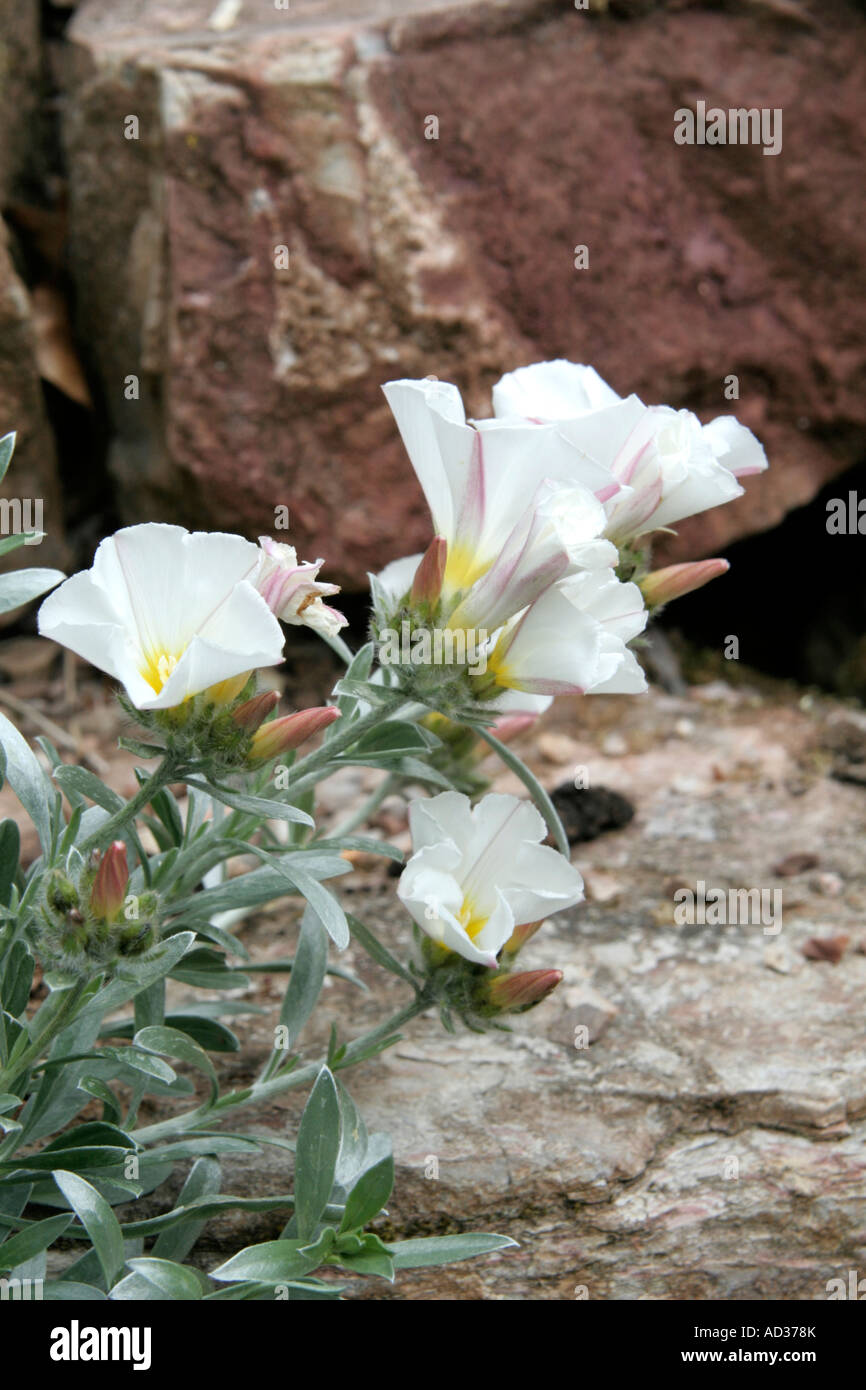 Convolvulus cneorum plant hi-res stock photography and images - Alamy