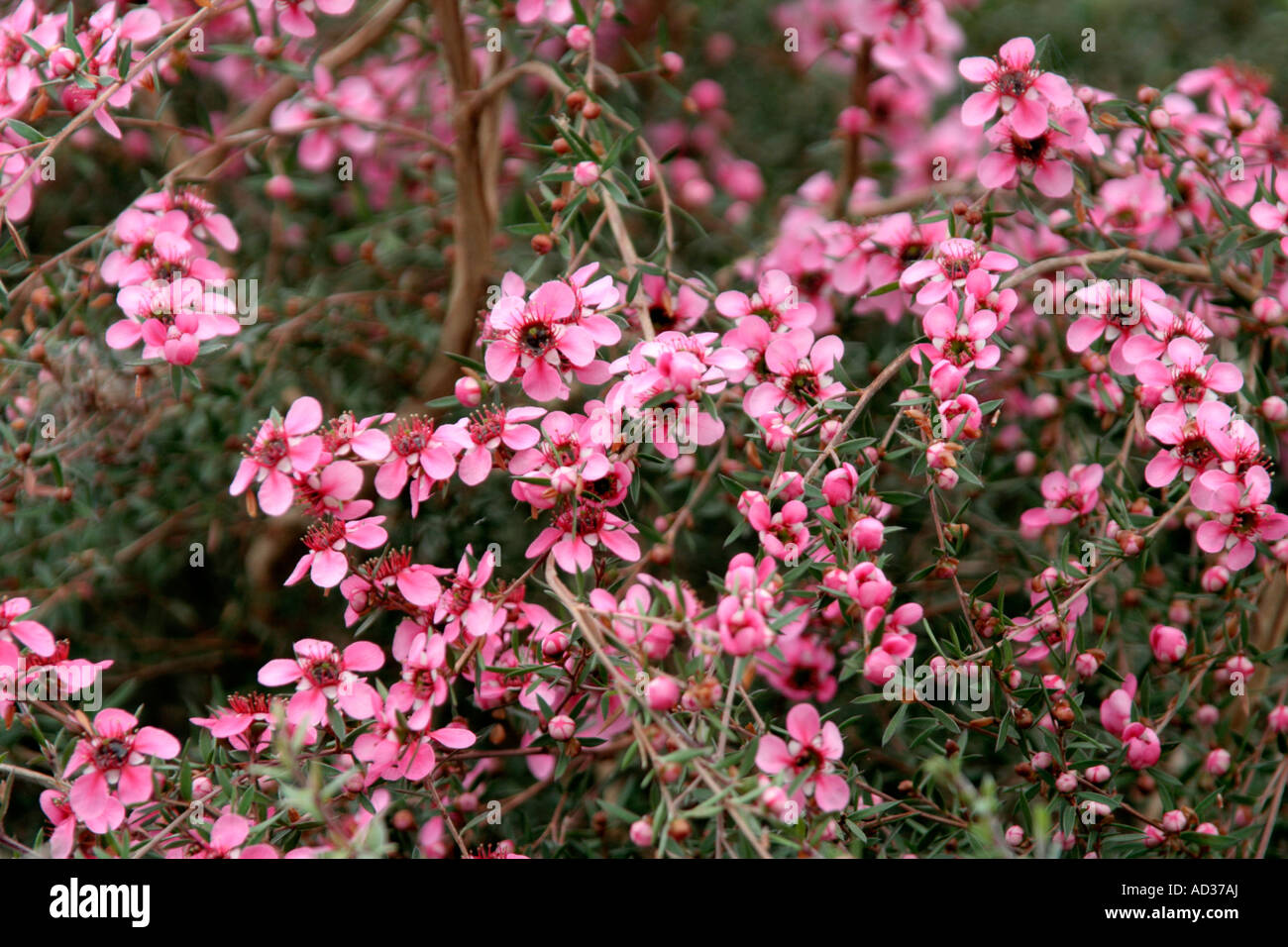 Leptospermum scoparium hi-res stock photography and images - Alamy