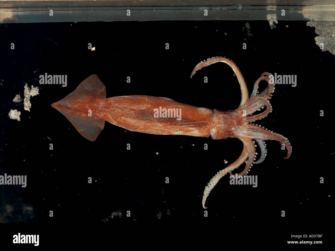 Squid arms not octopus hi-res stock photography and images - Alamy
