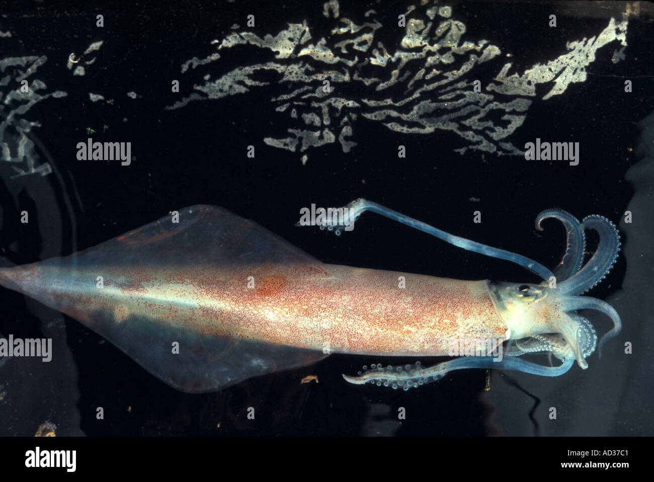 Eight long tentacles hi-res stock photography and images - Alamy