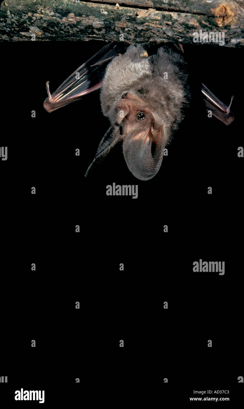 Mexican big eared bat hi-res stock photography and images - Alamy