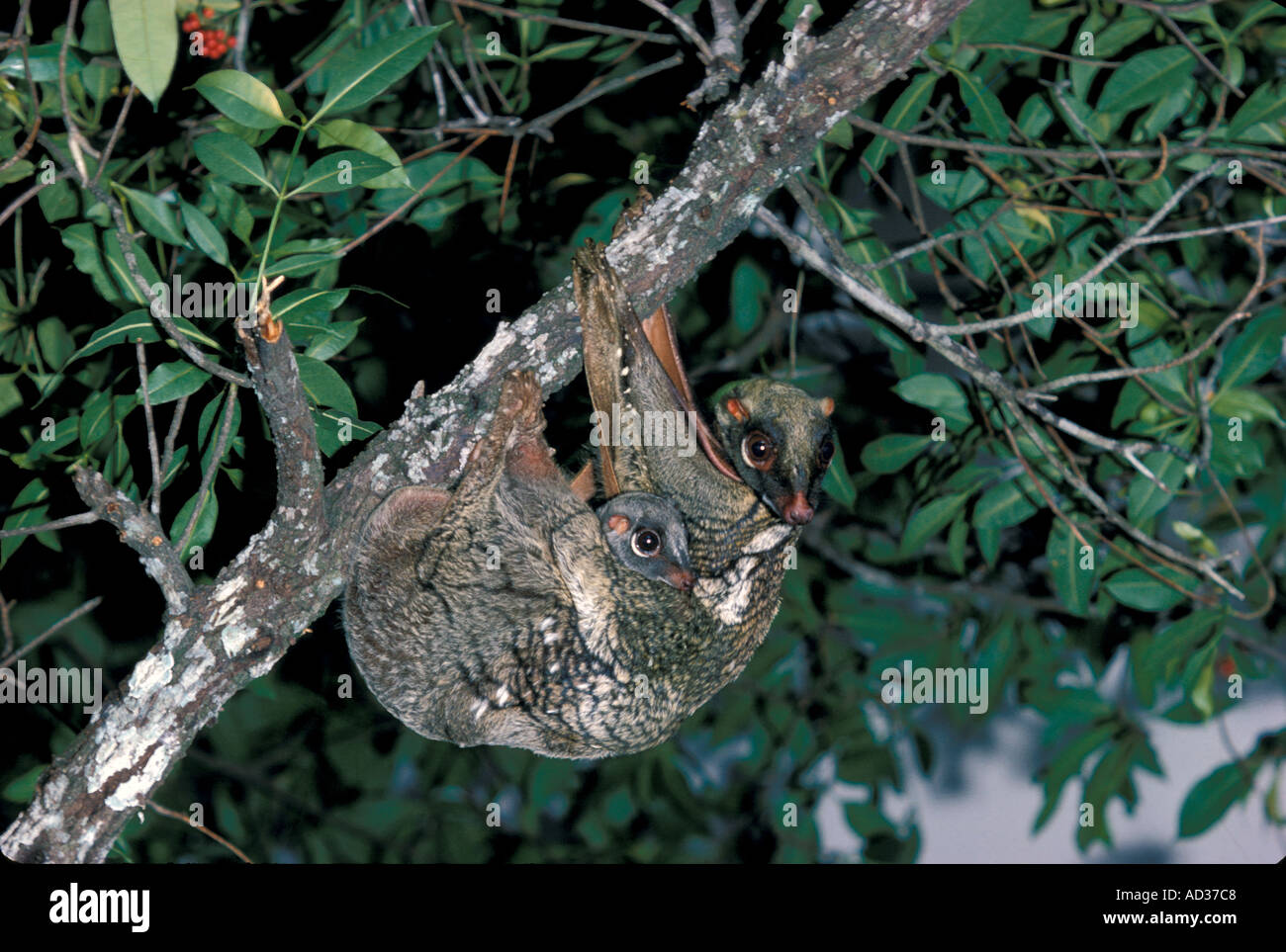 Mammal Lemur Flying lemur and baby Stock Photo - Alamy