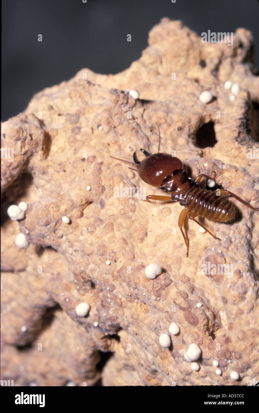 Drywood Termite Soldier