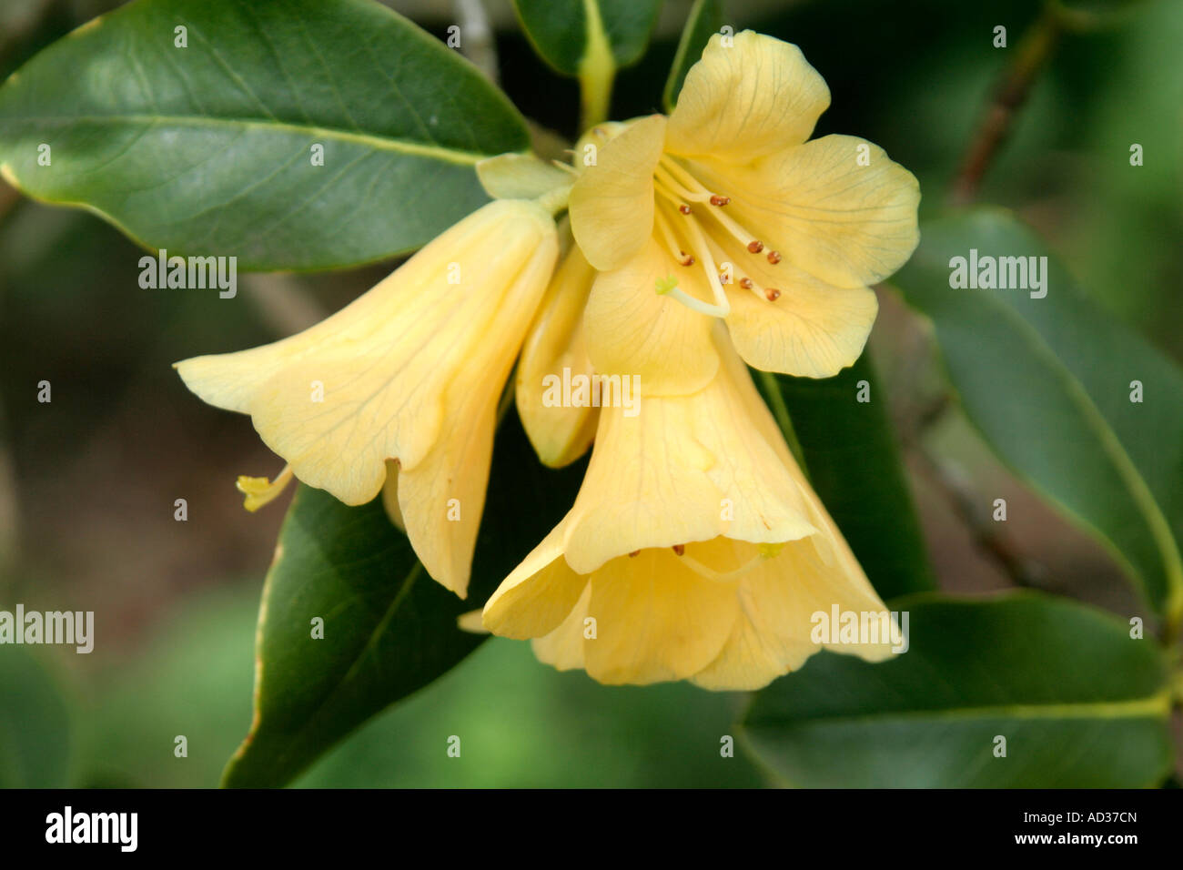 Rhododendron concatenans a form with a good glaucous leaf to complement ...