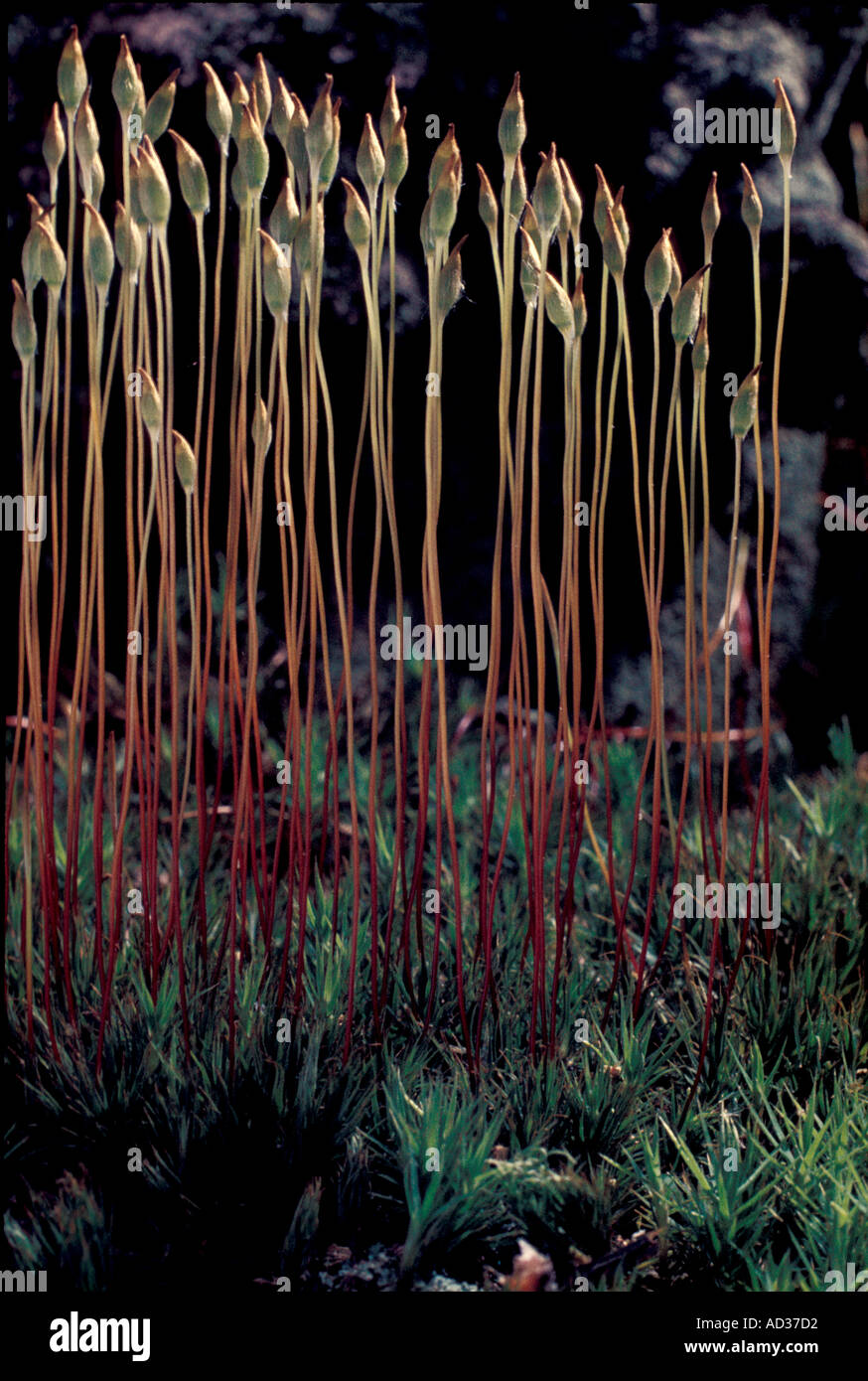 Plant Moss Moss with spore capsules Stock Photo - Alamy