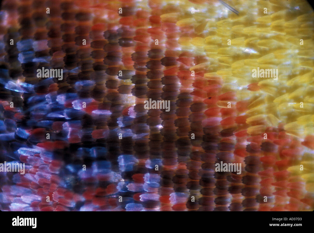 Science Micro Scales on butterfly wing Stock Photo - Alamy