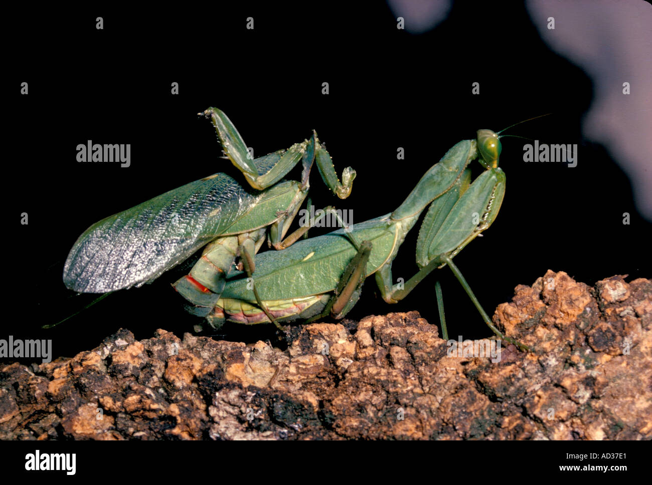 Mantis mating hi-res stock photography and images - Alamy