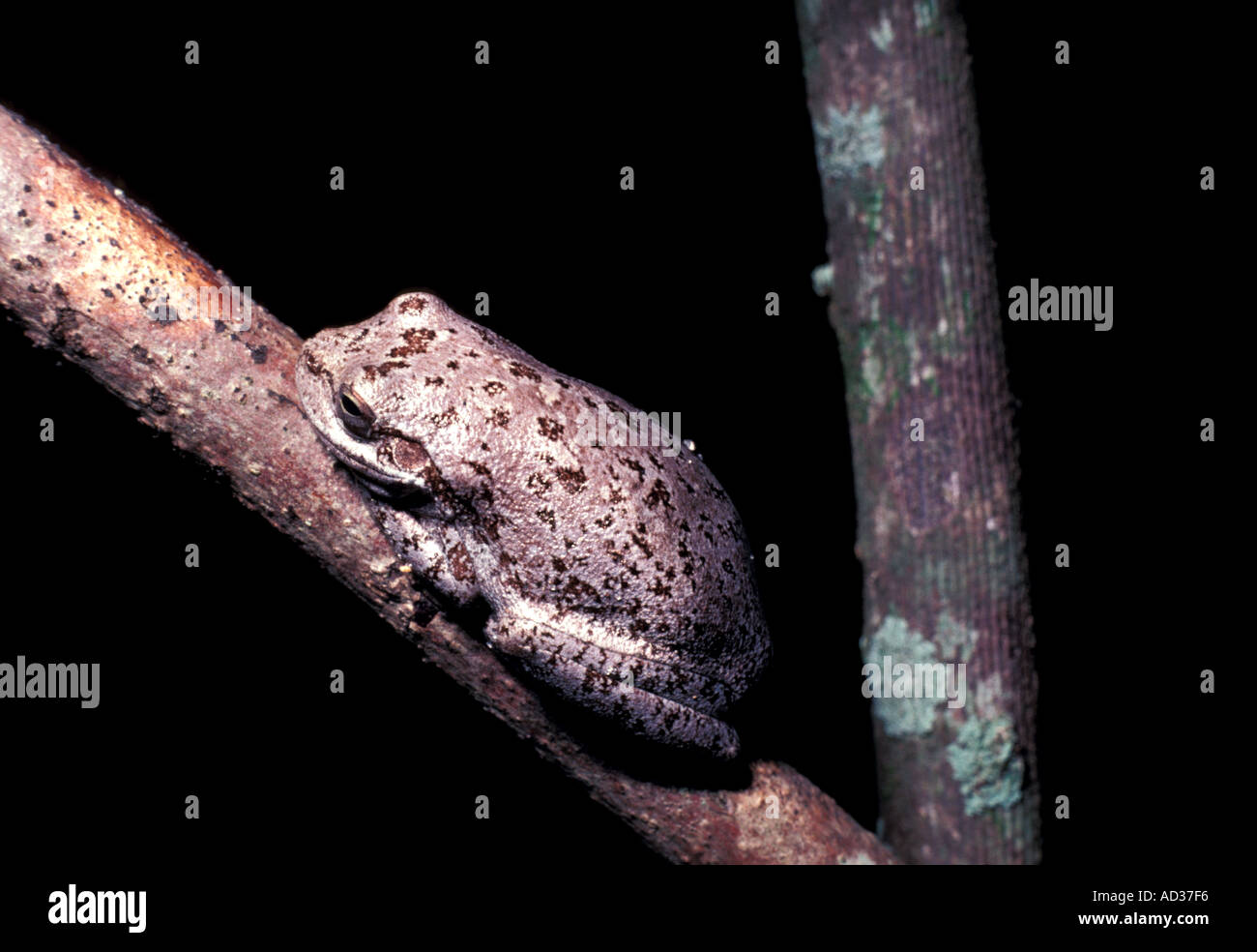 Common tree frog hi-res stock photography and images - Alamy