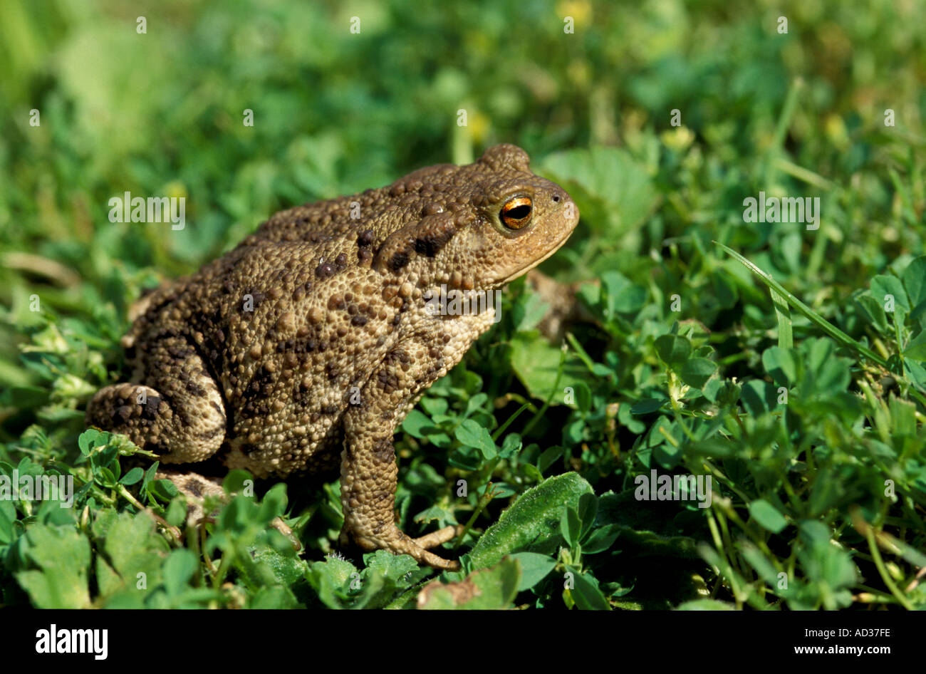 Amphibian Toad Common toad Stock Photo - Alamy
