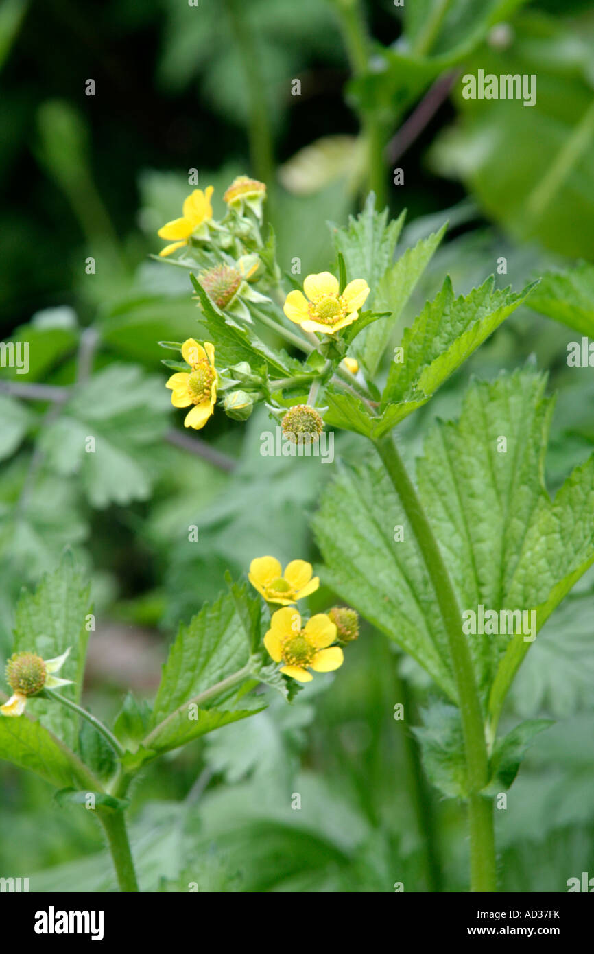 garden hedge bottoms with good management can provide an attractrive ...