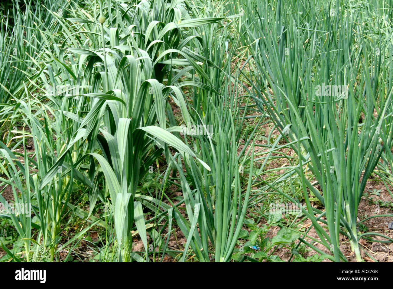 Intercropping hi-res stock photography and images - Alamy