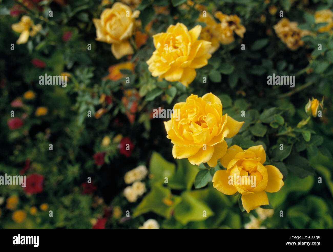 Yellow roses grow in a garden at the Denver Botanic gardens in Colorado ...