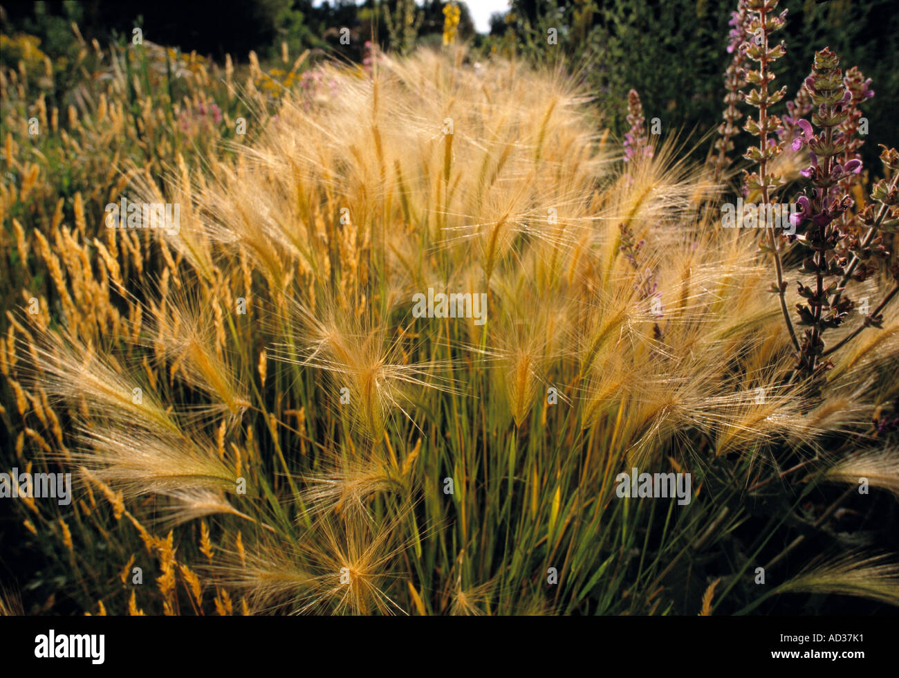 Grasses growing in the high plains garden at the Denver Botanic Gardens ...