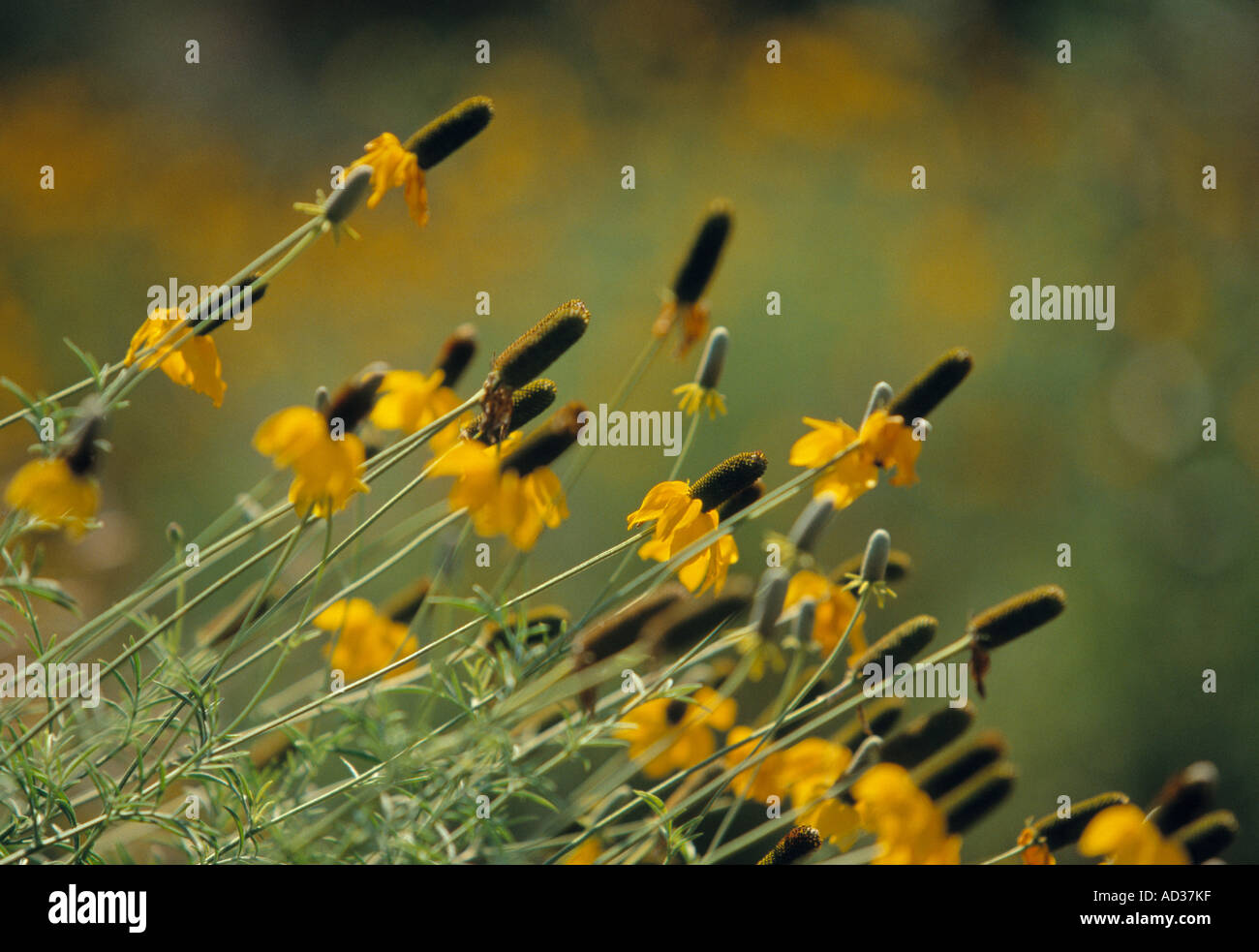 Yellow flowers bloom in a garden Stock Photo - Alamy