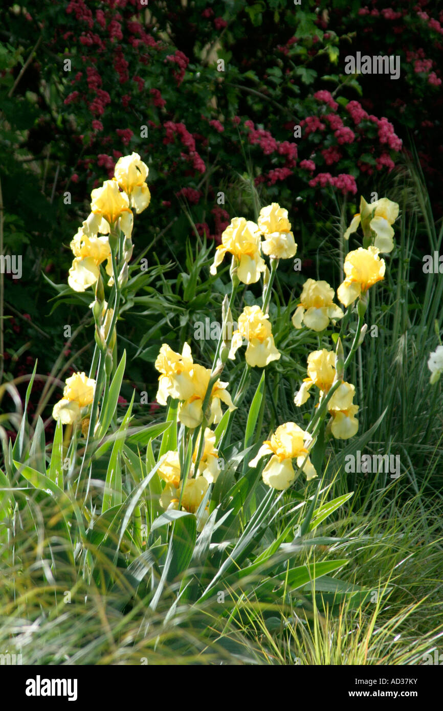 Tall bearded Iris Pale Primrose in May Stock Photo - Alamy