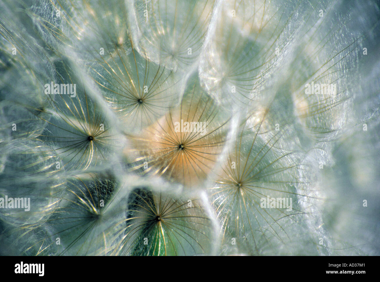 Close up of a dandelion puff Stock Photo - Alamy