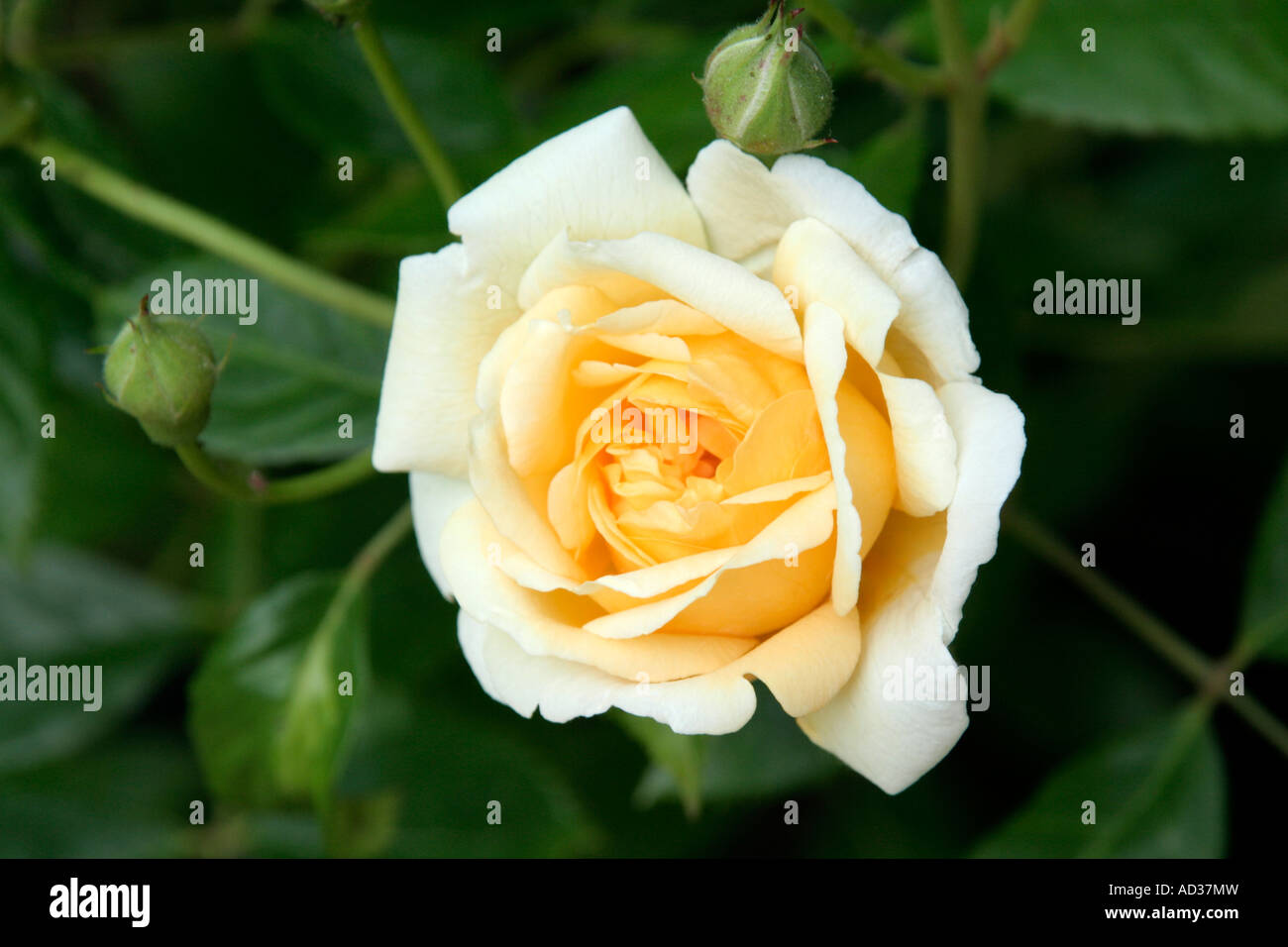 Hybrid musk rose Danae Stock Photo - Alamy